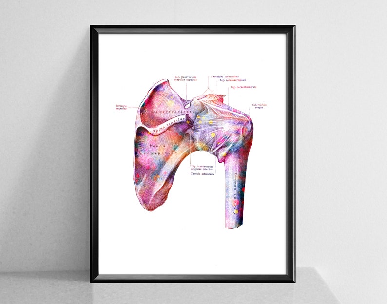 Shoulder Human Anatomy Posters Elbow Joint Art Scapula Bone - Etsy