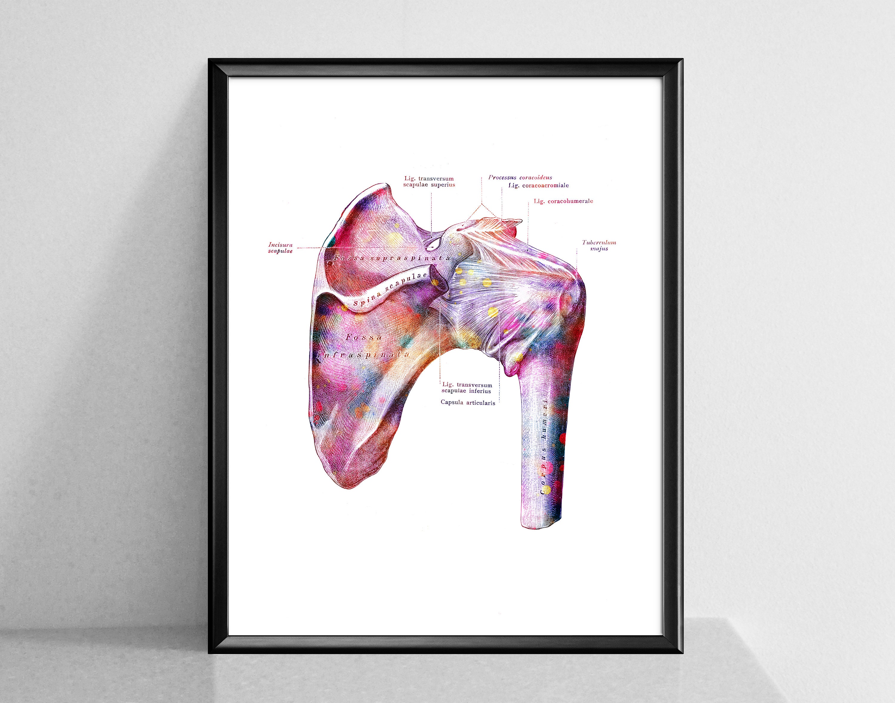 Shoulder Human Anatomy Posters Elbow Joint Prints Scapula Bone | Etsy