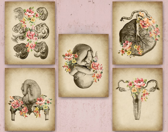 5 Fetal Development Art Obgyn Artwork Pregnancy Art Midwife - Etsy