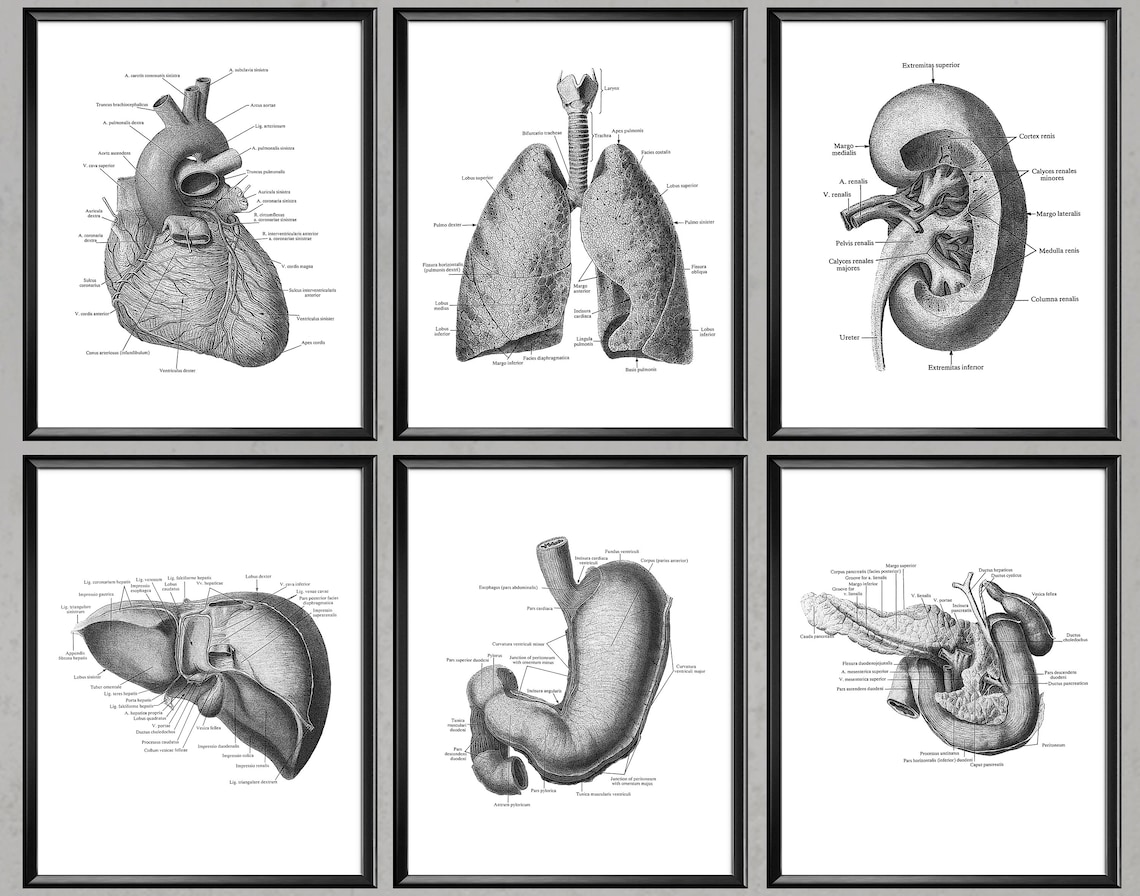 Internal Organs Human Anatomy Art Posters Anatomical Heart - Etsy