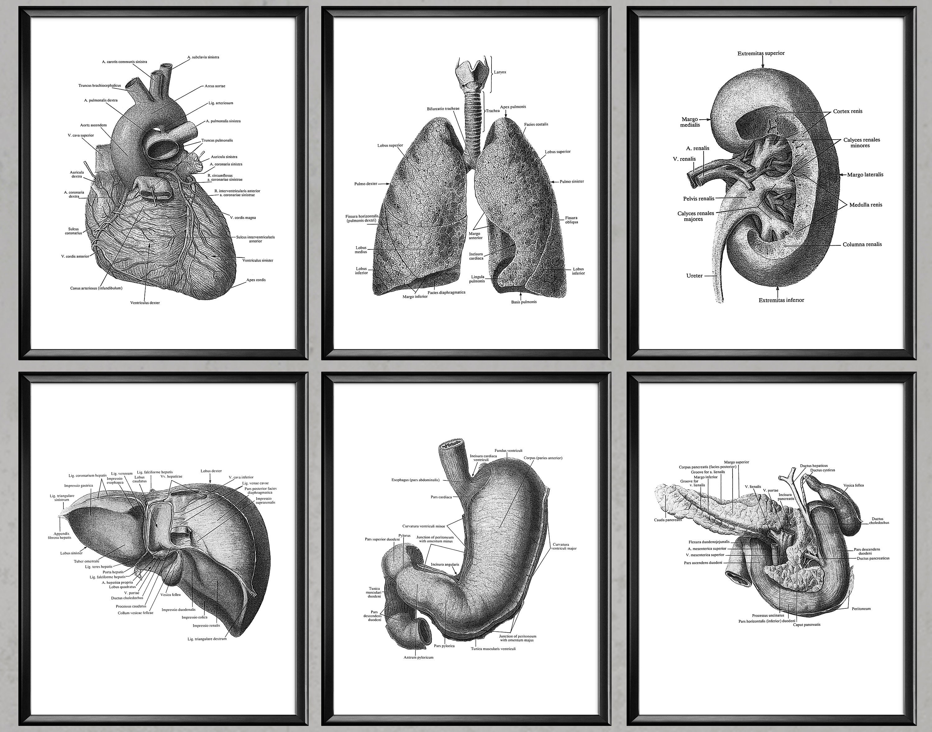 Internal Organs Human Anatomy Art Posters Anatomical Heart | Etsy