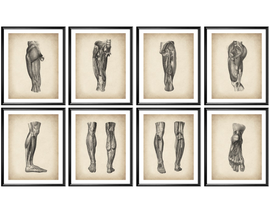 8 Human Foot Muscles Labeled Posters Leg Anatomy Art Tendons and ...
