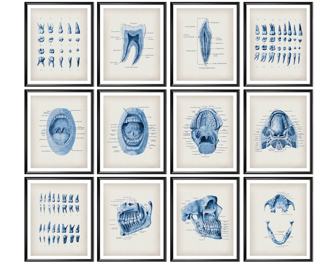 12 Dentist Gift Vintage Tooth Anatomy Art Teeth Diagram - Etsy