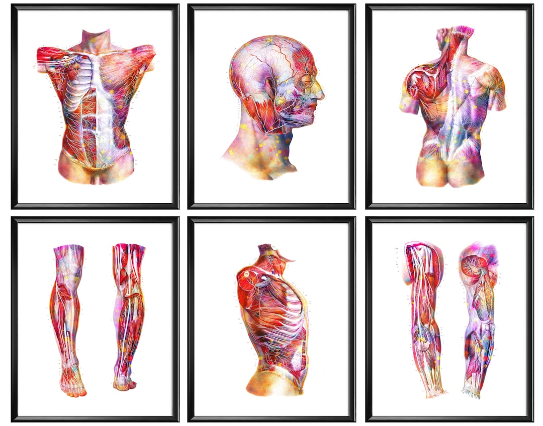 6 Anatomy Art Muscular System Posters Human Physiology Art Medical Art ...
