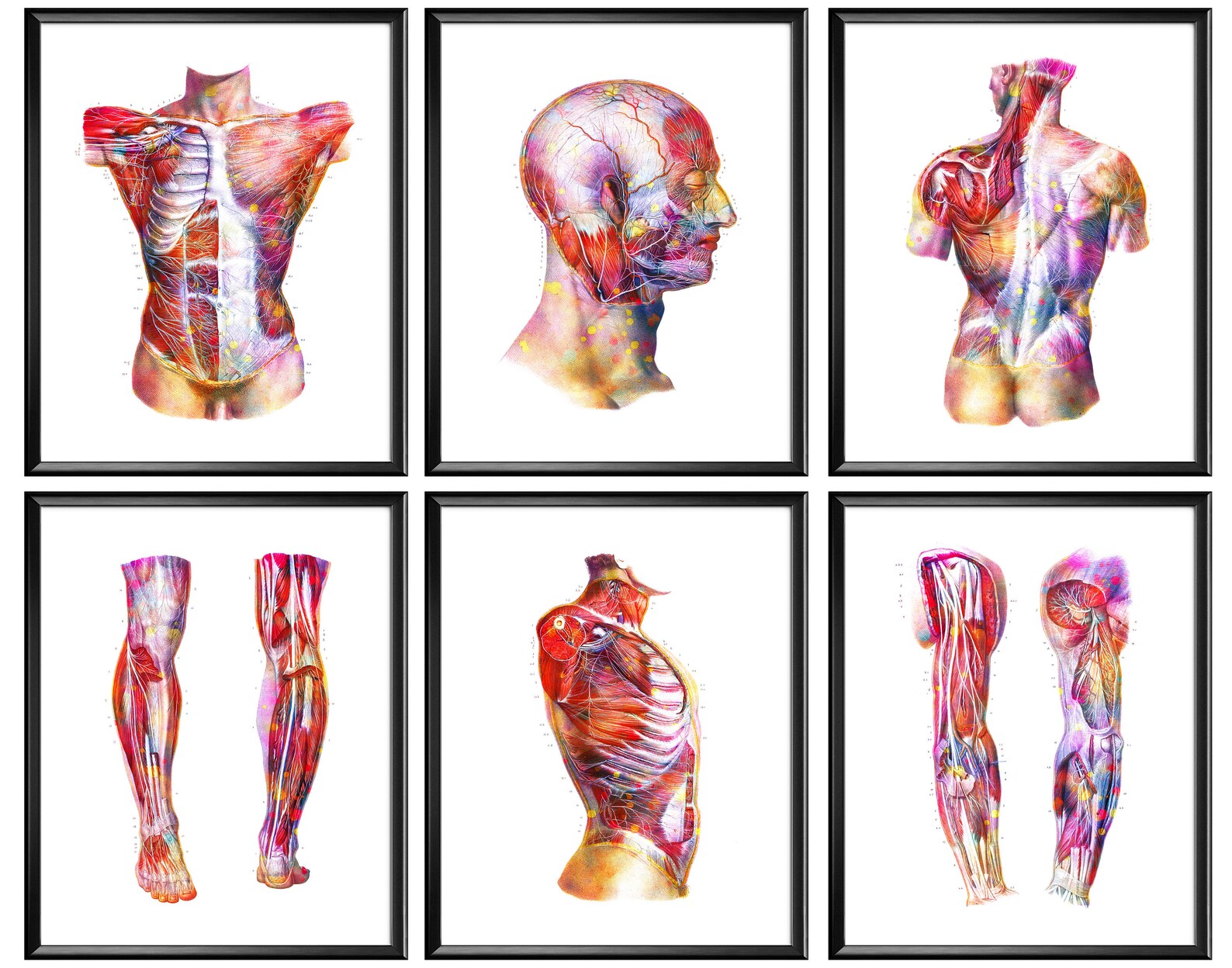 6 Anatomy Art Muscular System Posters Human Physiology Art Medical Art ...