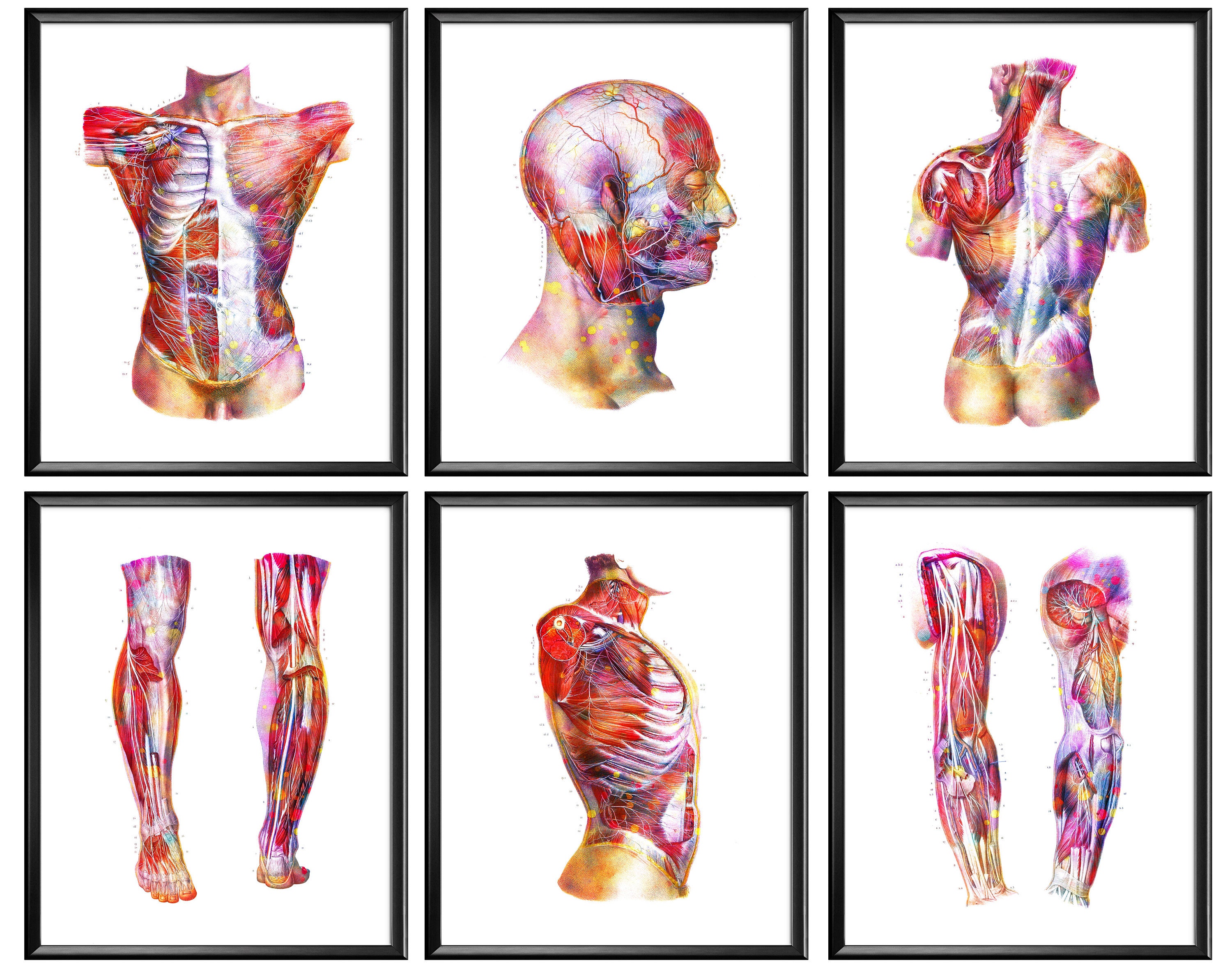6 Anatomy Art Muscular System Posters Human Physiology Art - Etsy