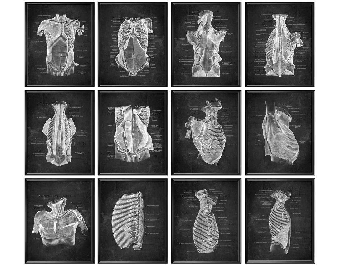 Anatomical Muscular System Posters Human Anatomy Chalkboard - Etsy