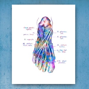 6 Anatomical Artwork, Foot Anatomy Poster, Podiatrist Gift, Foot ...
