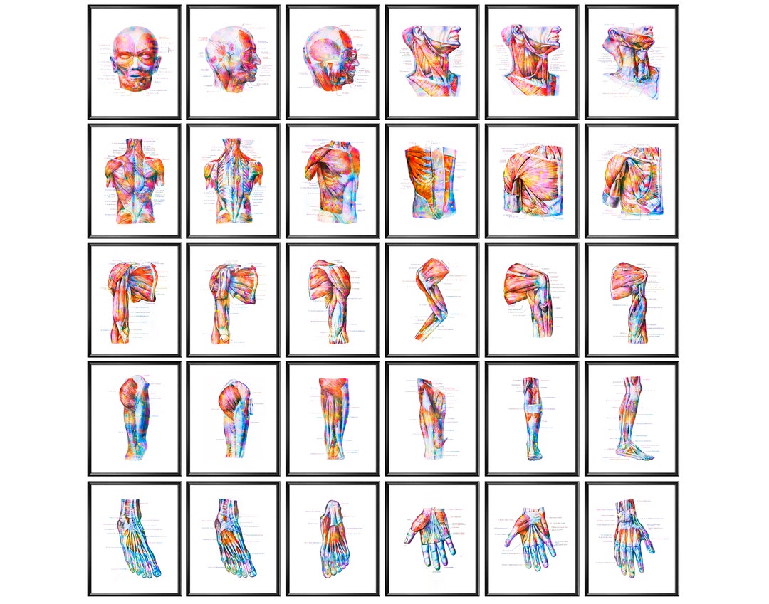 30 Musculoskeletal System Posters Doctor Gift Human Anatomy Art Muscles ...