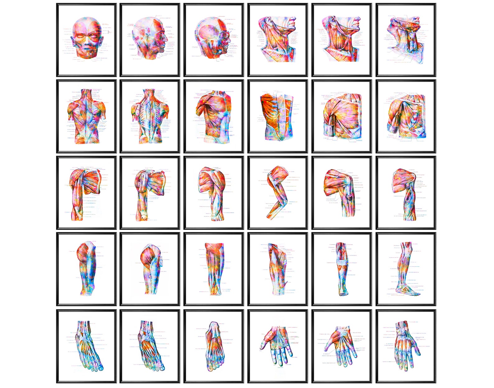 30 Musculoskeletal System Posters Doctor Gift Human Anatomy - Etsy