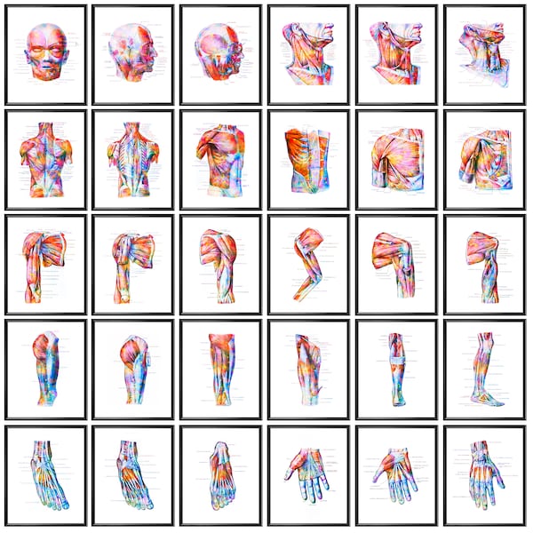 Musculoskeletal Art Printable - Etsy