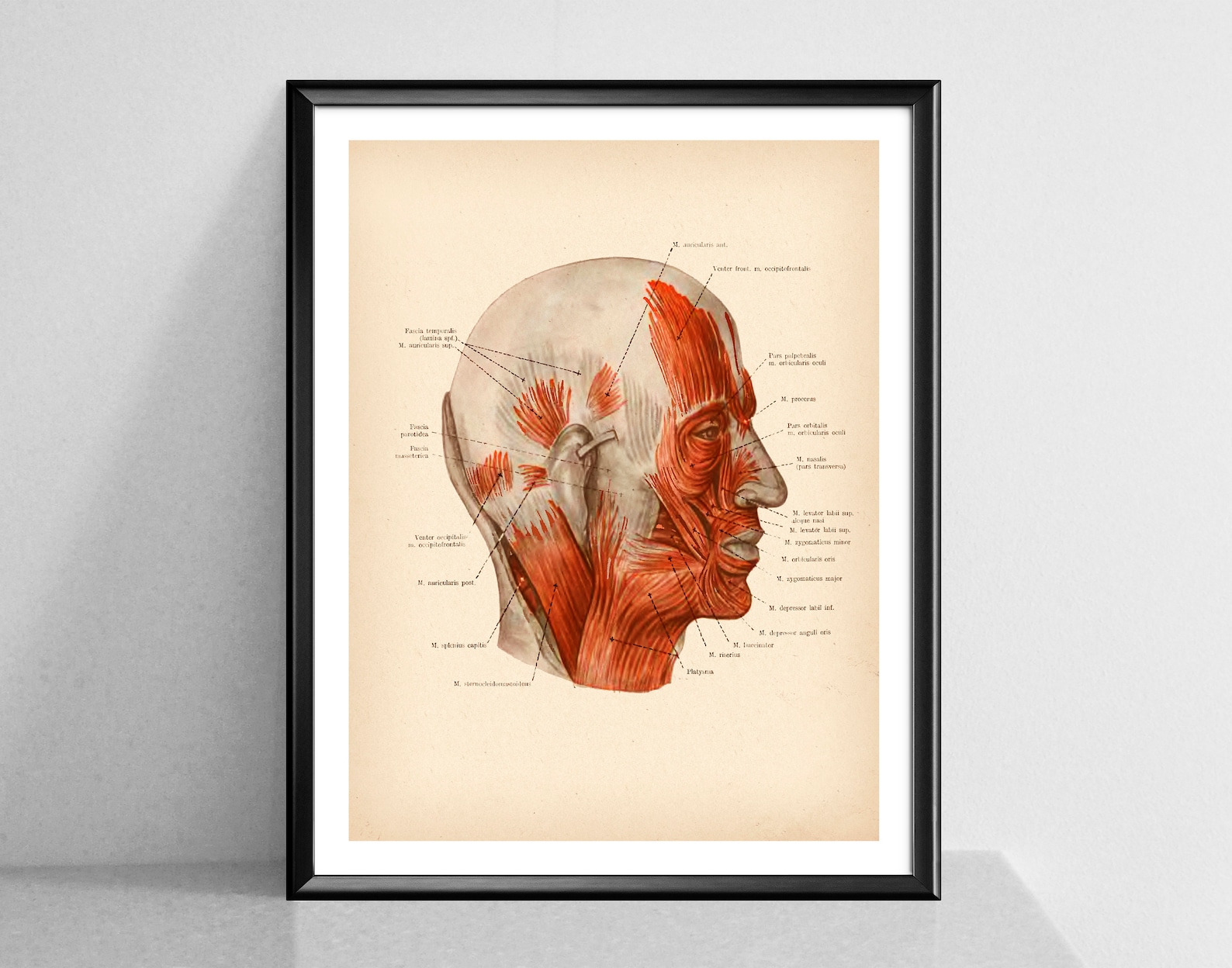 Facial Muscles Poster Anatomical Face Art Human Anatomy Art Medical ...
