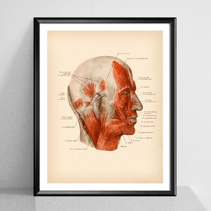 Facial Muscles Poster Anatomical Face Art Human Anatomy Art Medical ...