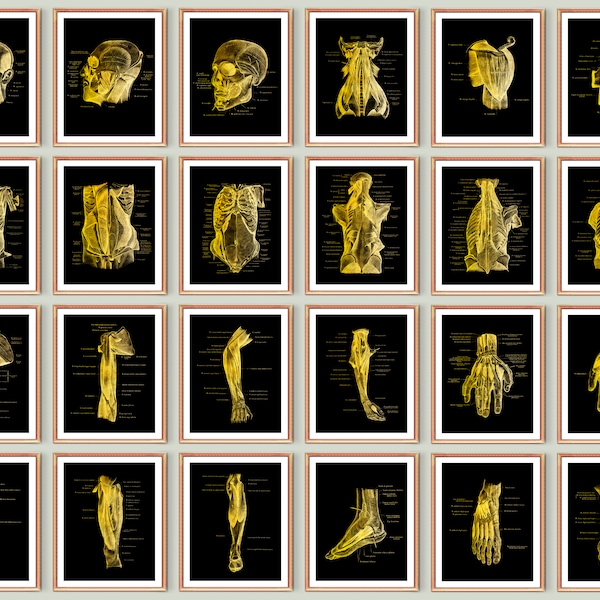 Human Anatomy Labeled Artwork - Etsy