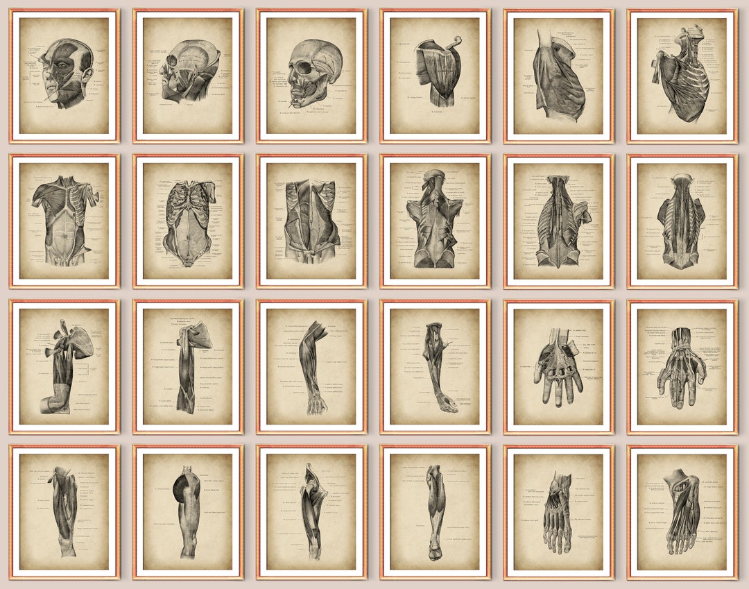 Vintage Anatomical Poster Set 24 Musculoskeletal System Diagram ...