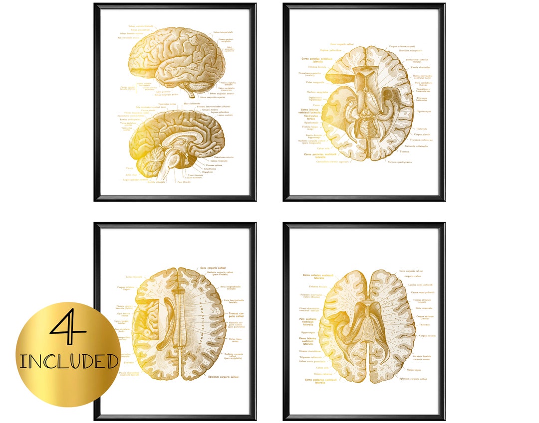 Gold Brain Art, Anatomical Brain Poster, Neurology Art, Brain Structure ...