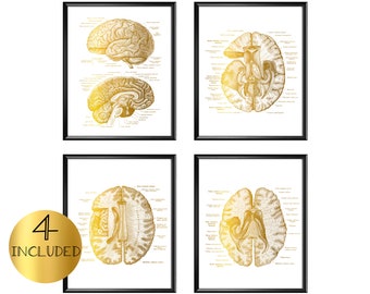 Anatomical Brain Structure Posters Neurology Art Medical | Etsy