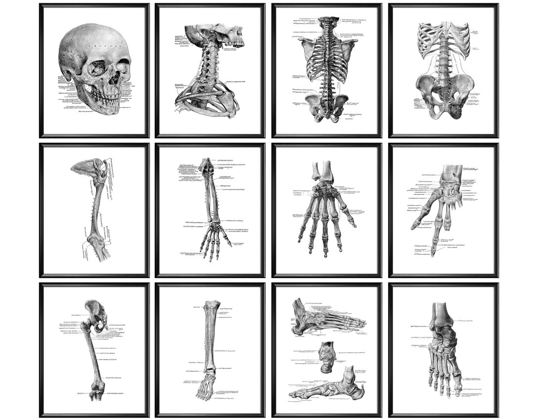 12 Human Skeleton Anatomy Art Skeletal Bones Posters Medical Diagram ...
