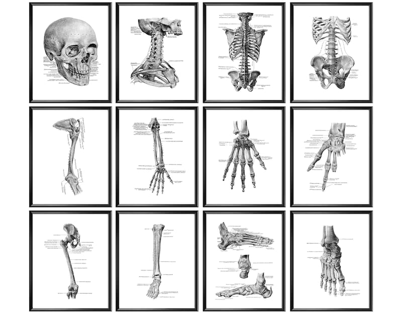 12 Human Skeleton Anatomy Art Skeletal Bones Posters Medical - Etsy