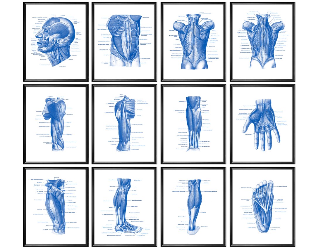 12 Human Muscles Anatomical Drawings Medical Art Poster Muscular System ...