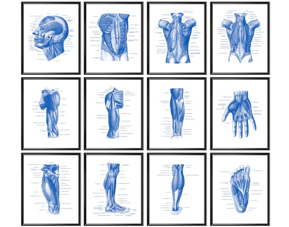 12 Human Muscles Anatomical Drawings Medical Art Poster | Etsy