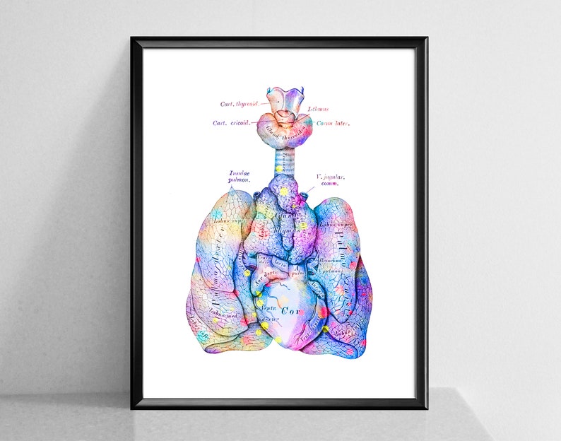 4 Respiratory System Anatomy Poster Anatomical Lungs Art - Etsy