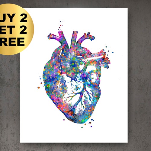 Watercolor Heart Painting Anatomy Art Medical Poster - Etsy