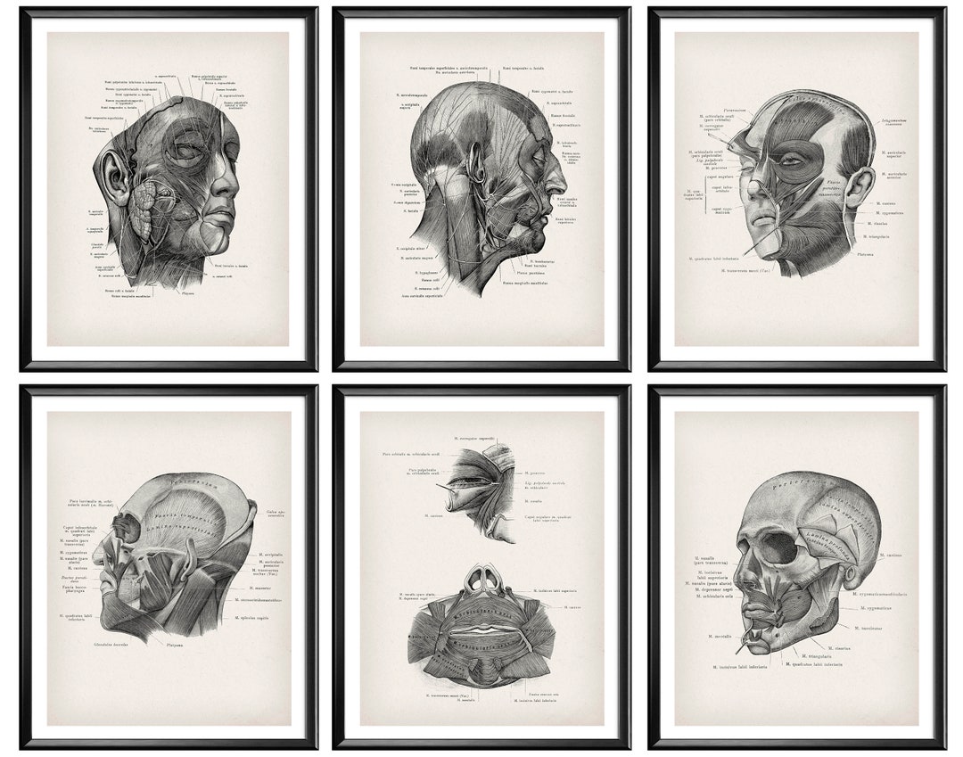 Set 6 Face Anatomy Posters Head Structure Diagram Labeled Facial ...