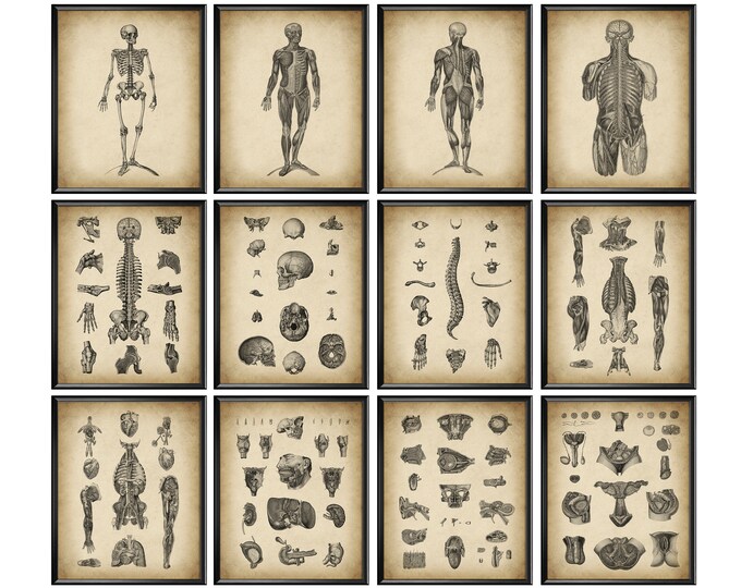 40 Human Musculoskeletal System Posters Anatomical Body - Etsy