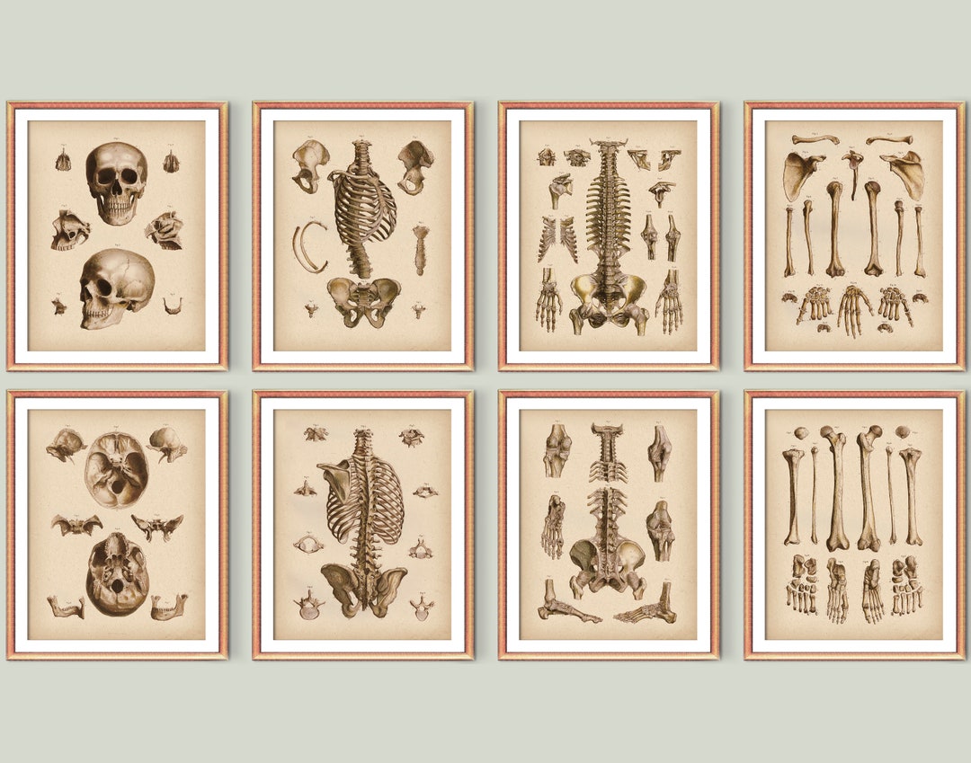 8 Human Skeletal Bones Vintage Posters Skeleton Structure Diagram ...