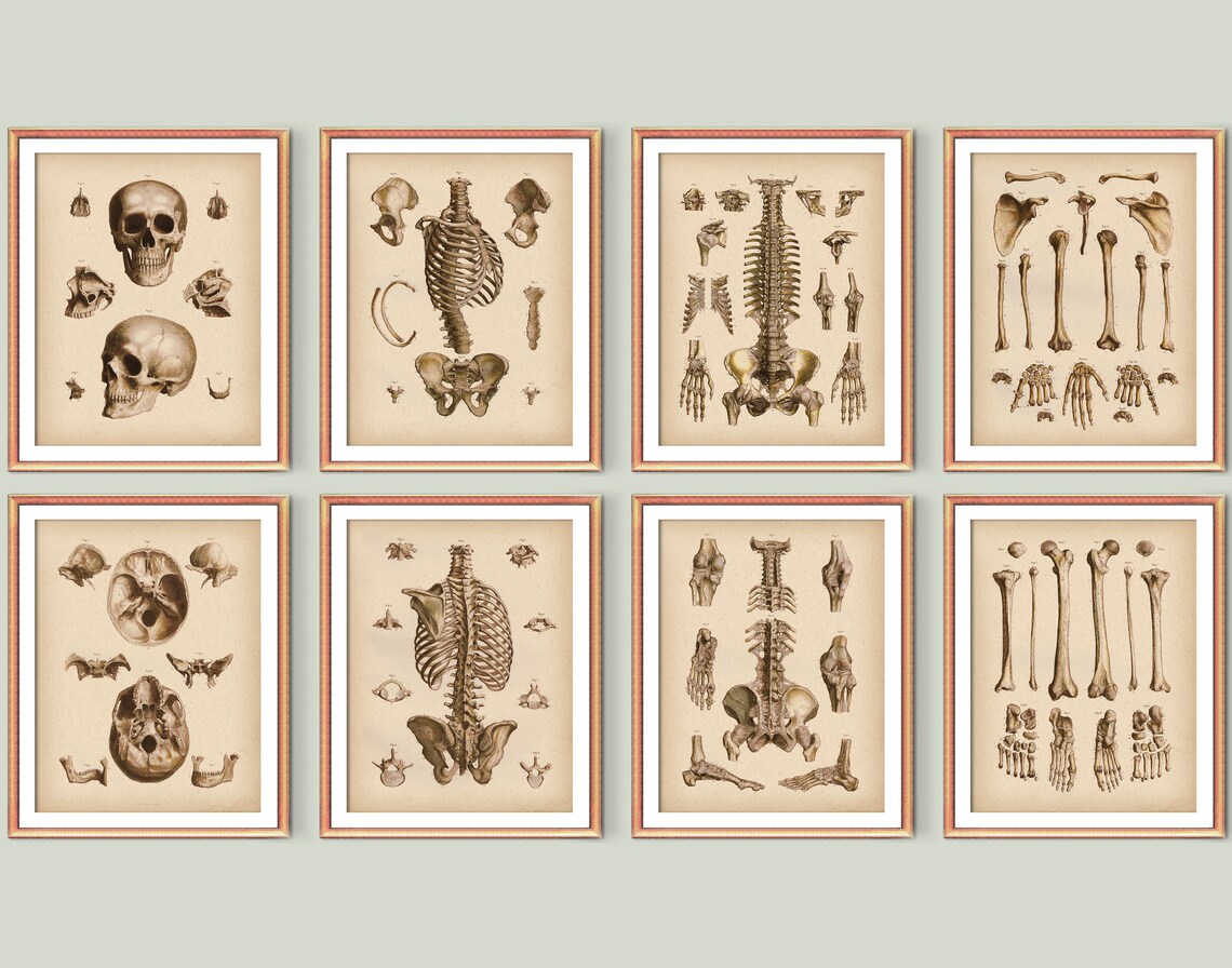 8 Human Skeletal Bones Vintage Posters Skeleton Structure - Etsy