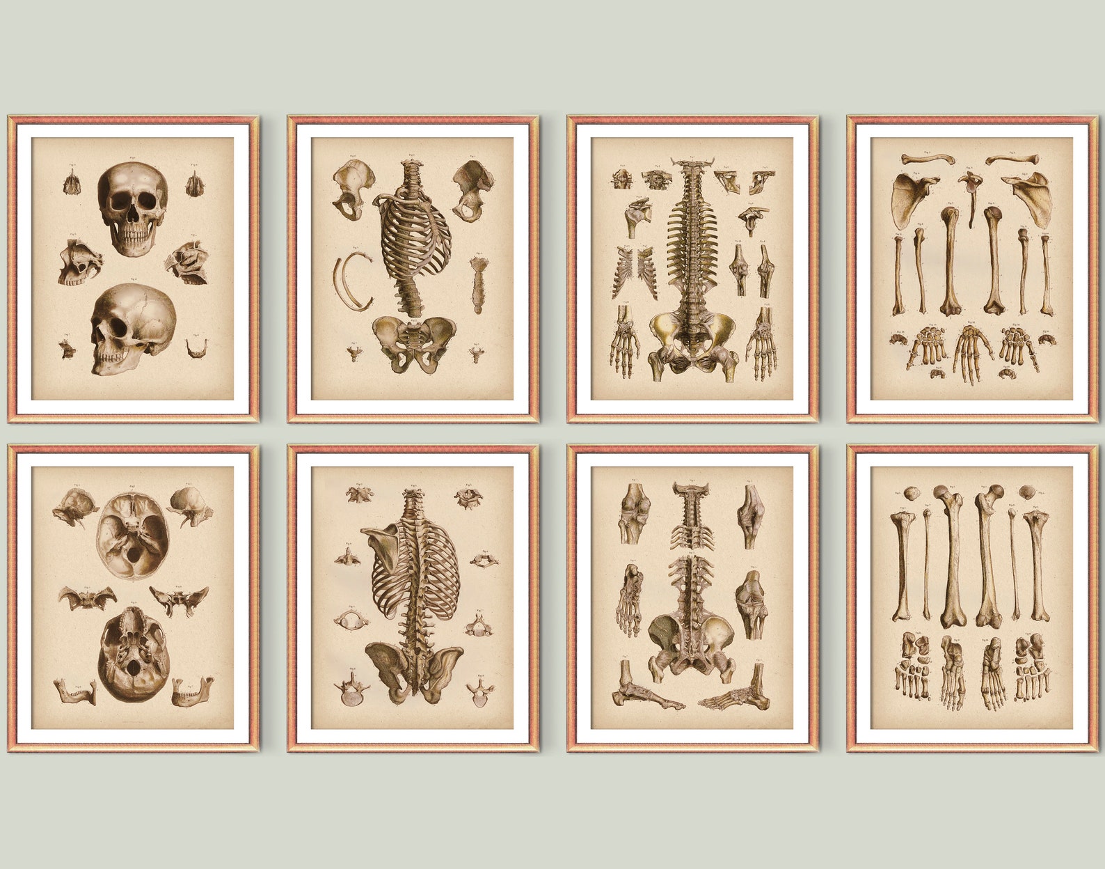 8 Human Skeletal Bones Vintage Posters Skeleton Structure - Etsy