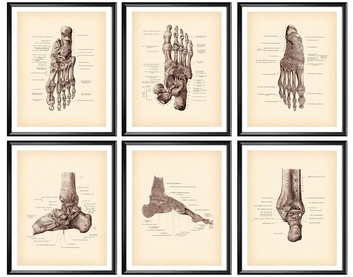 Anatomical Human Foot Posters Vintage Anatomy Art Podiatry - Etsy