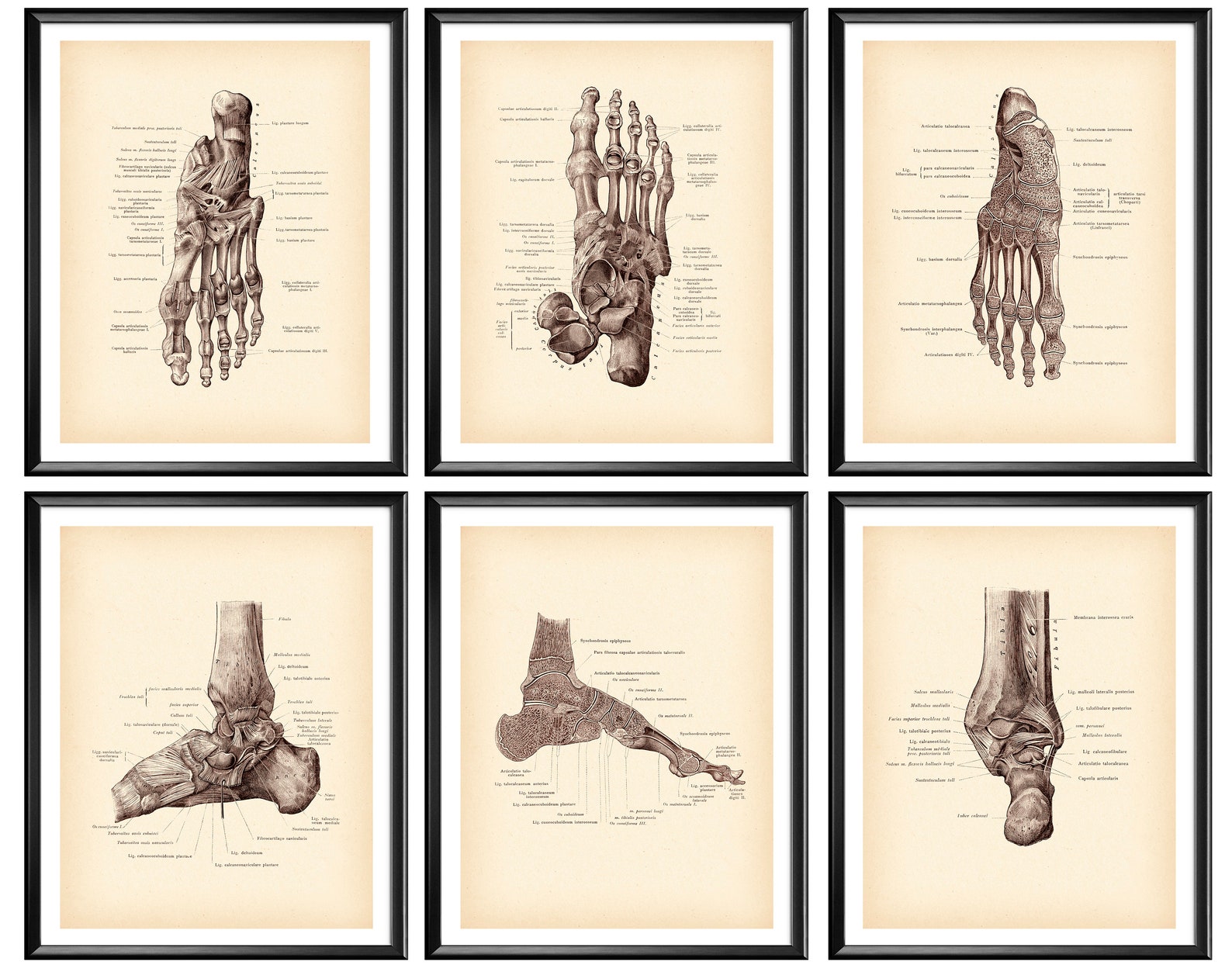 Anatomical Human Foot Posters Vintage Anatomy Art Podiatry - Etsy