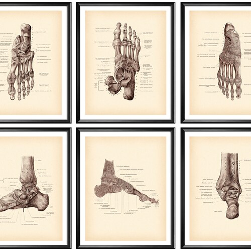 Foot Bones Anatomy Print Set of 6 Podiatry Art Medical Poster | Etsy
