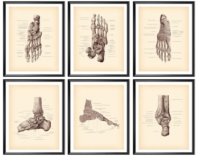 Foot Anatomy 6 Posters, Skeletal Bones Print, Podiatry Art, Medical ...