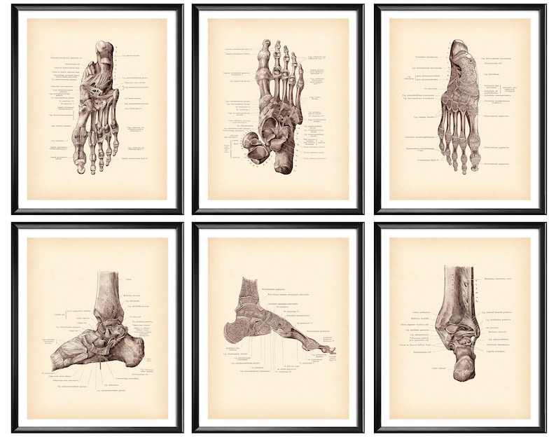 Anatomical Human Foot Posters Vintage Anatomy Art Podiatry - Etsy