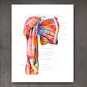 40 Musculoskeletal Anatomy Posters, Human Body Anatomy Watercolor Art ...