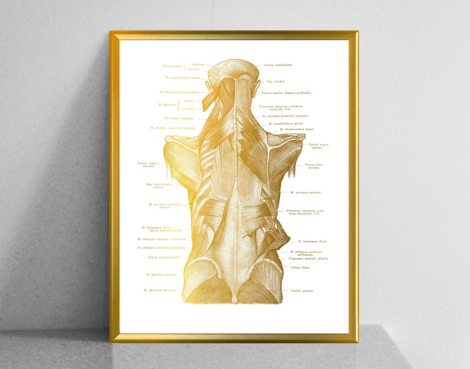 Gold Anatomy Art Muscles of Torso Poster Front and Back - Etsy