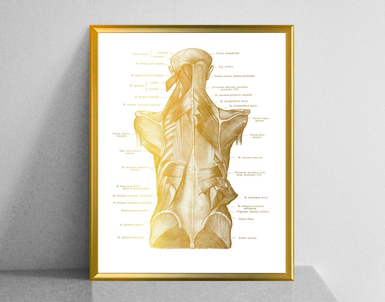 Gold Anatomy Art Muscles of Torso Poster Front and Back Muscles Prints ...