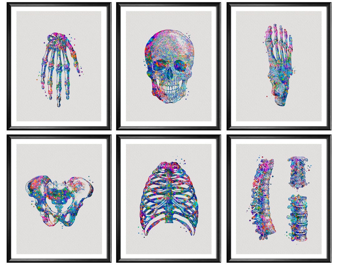 6 Watercolor Anatomy Art Human Skeleton Medical Artwork Skull Pelvis ...