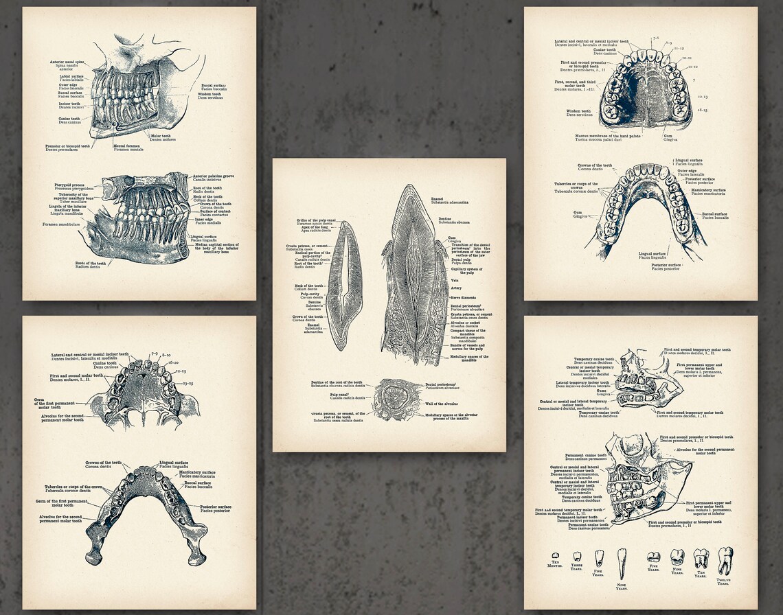 Dentistry Poster Tooth Anatomy Print Anatomical Jaw Bone | Etsy