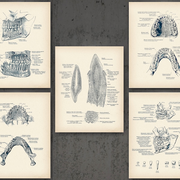 Tooth Anatomical Poster - Etsy
