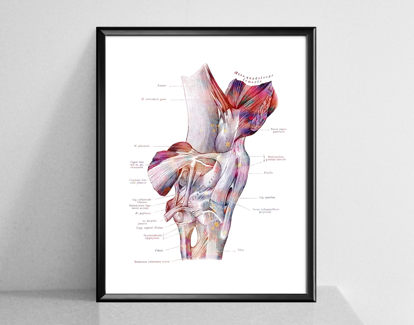8 Anatomical Knee Posters Knee Joint Anatomy Art Foot Tendons - Etsy