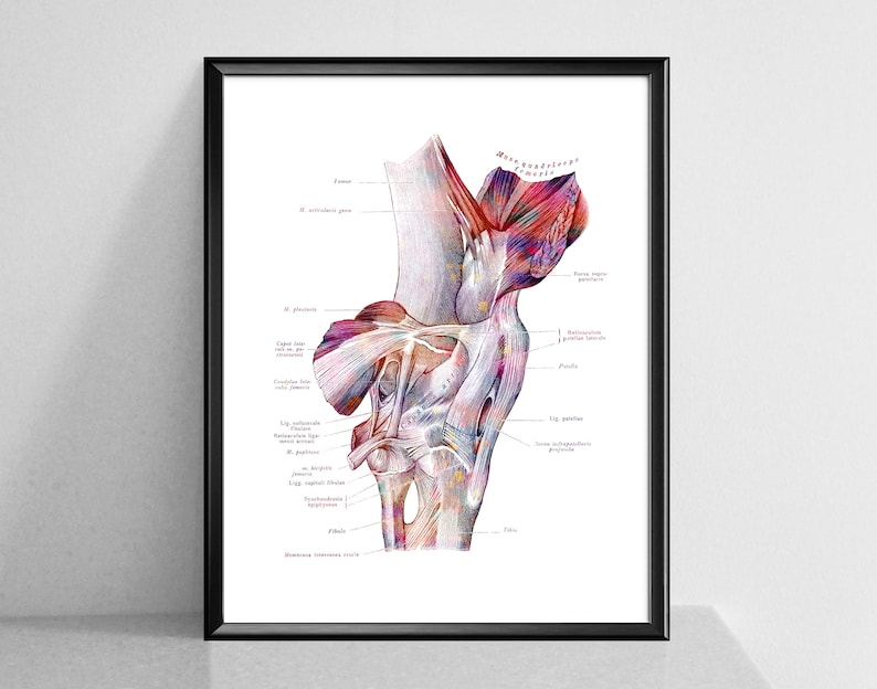 8 Anatomical Knee Posters Knee Joint Anatomy Art Foot Tendons and ...