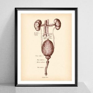 Urinary System Anatomy Print Anatomical Kidney Poster Vintage Medical ...