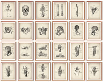 24 Skeleton Poses Art Skeleton Anatomy Poster Medical Decor ...