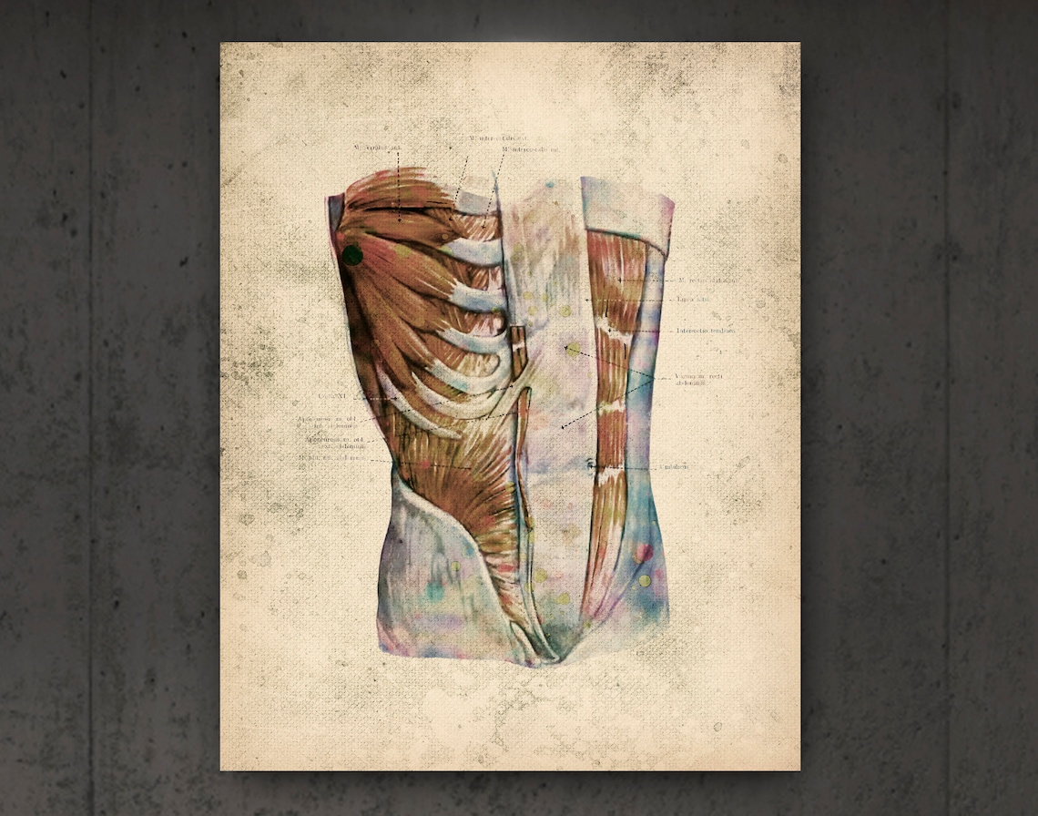 Human Muscular System Anatomy Vintage Poster Torso Muscles - Etsy
