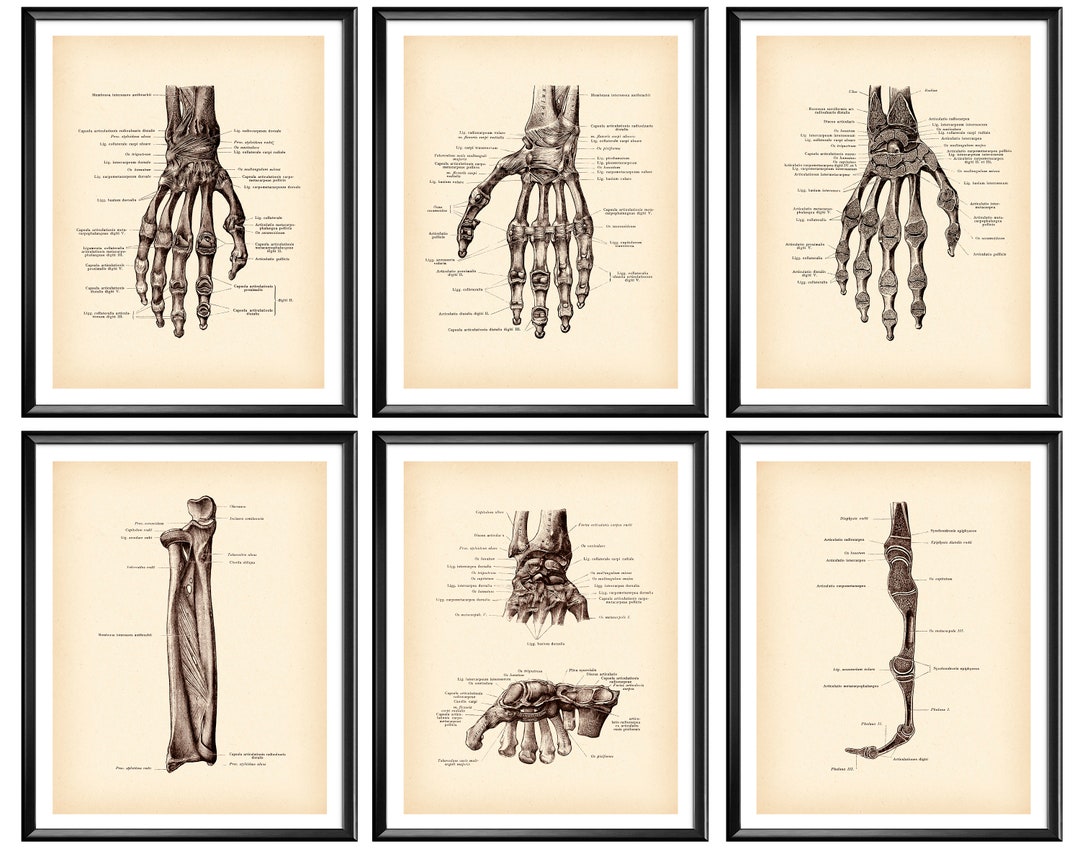 6 Anatomical Human Hand Art, Vintage Anatomy Art, Skeletal Bones Art ...