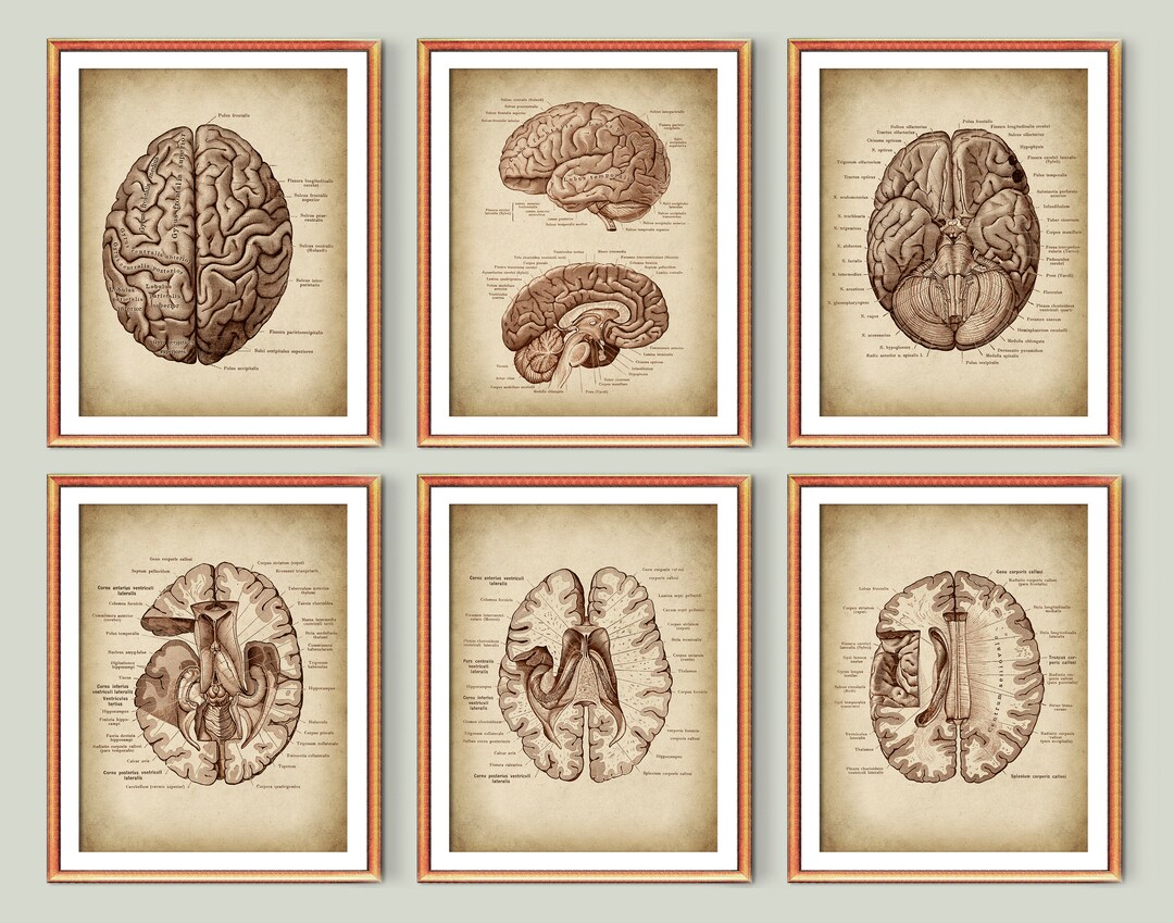 Brain Anatomy Poster Set 6, Human Brain Structure, Neurology Art ...